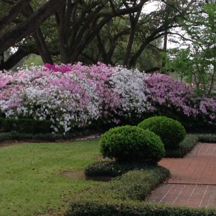 A-Z Plant Gallery | Lafayette, Broussard, Youngsville, LA: Gulf Coast ...